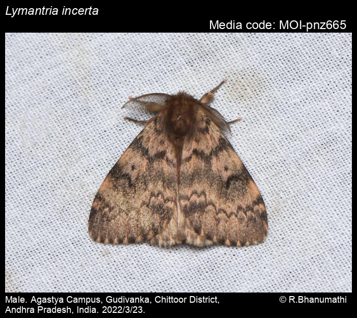 Lymantria incerta | Moths